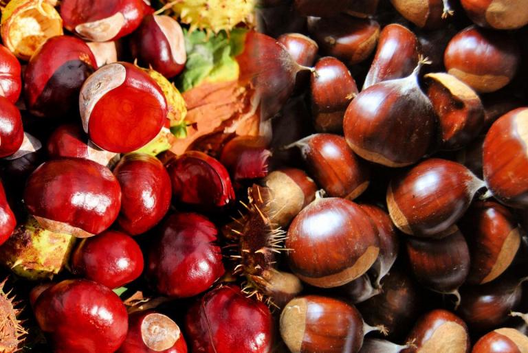 Kakšna je razlika med pravim in divjim kostanjem? - Poljub narave