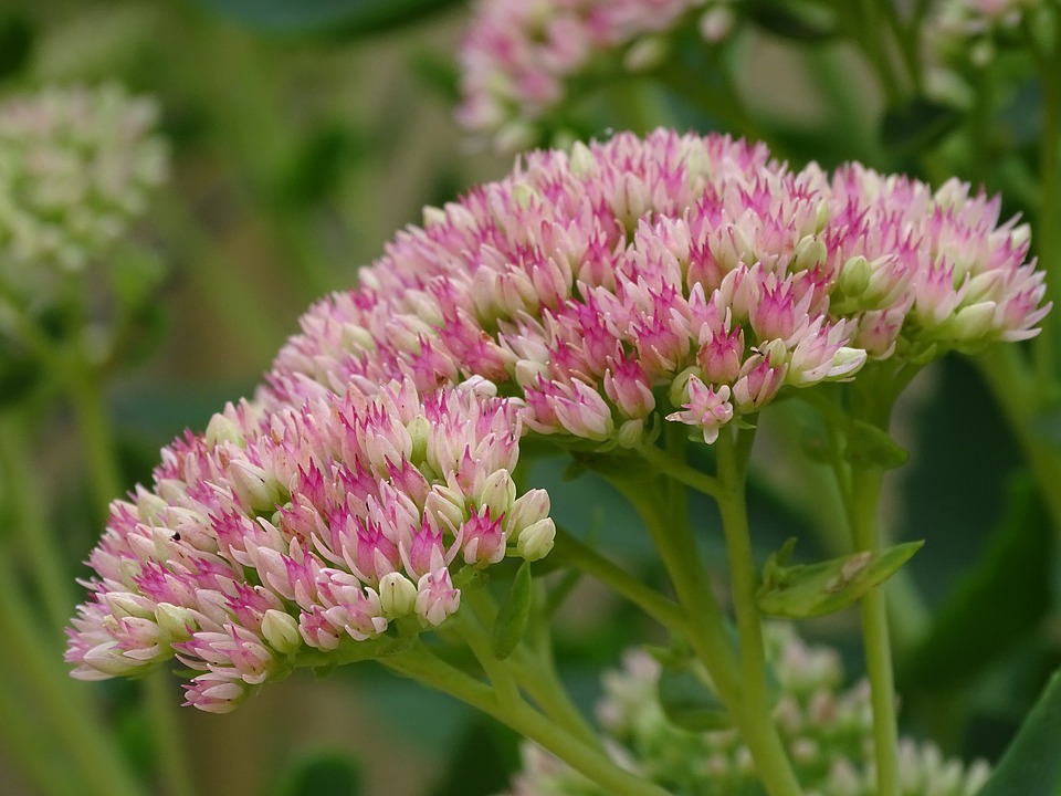 Hermelika (Sedum maximum) - Poljub narave