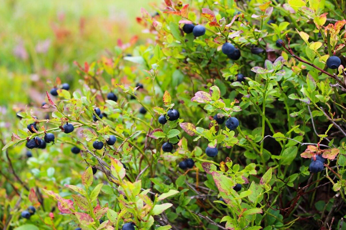 Borovnica (Vaccinium myrtillus) - Poljub narave