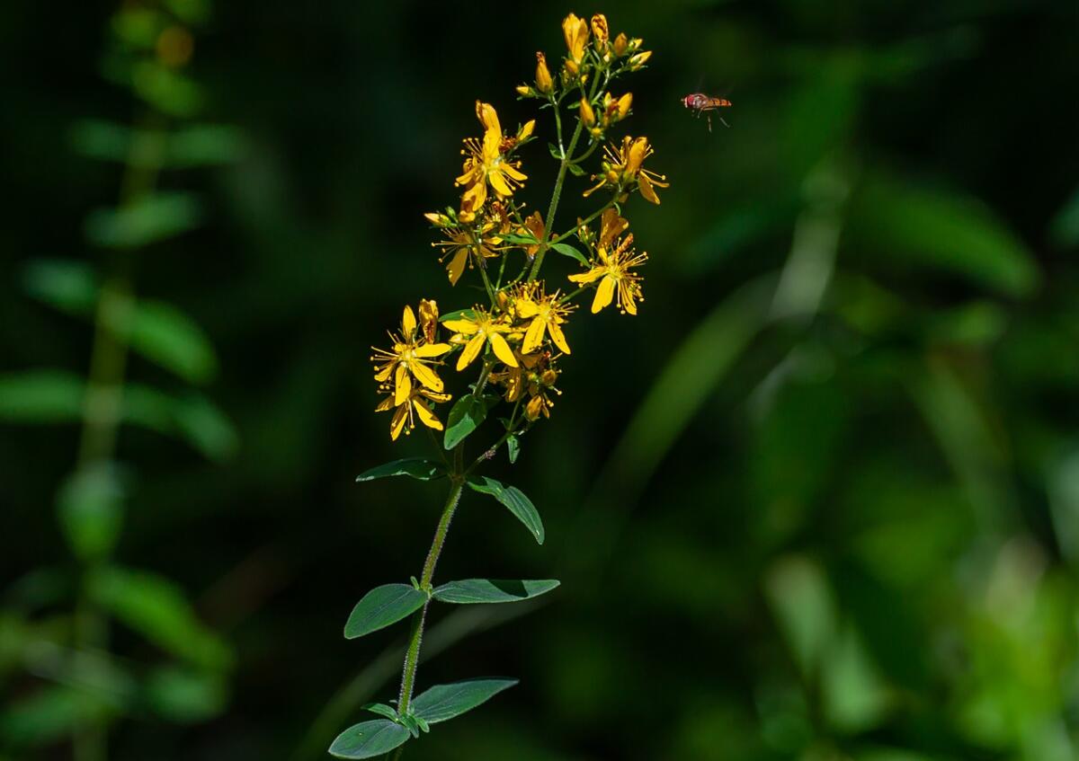 Navadni repik ali Gladišnik (Agrimonia eupatoria) - Poljub narave